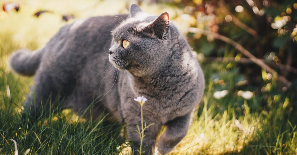 Wat is het karakter van een Britse Korthaar? - PetsPedia