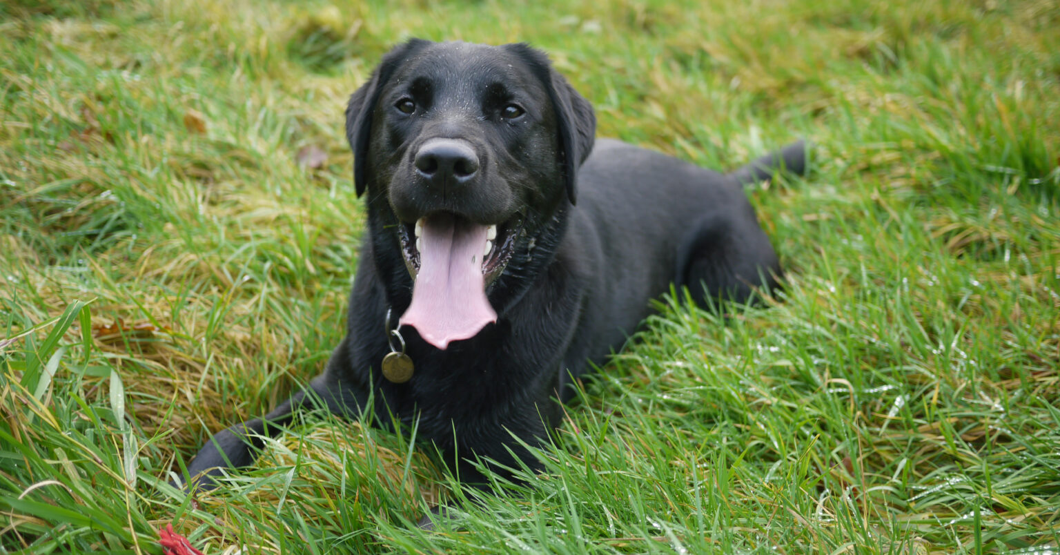 Wat is het karakter van een Labrador Retriever? - PetsPedia