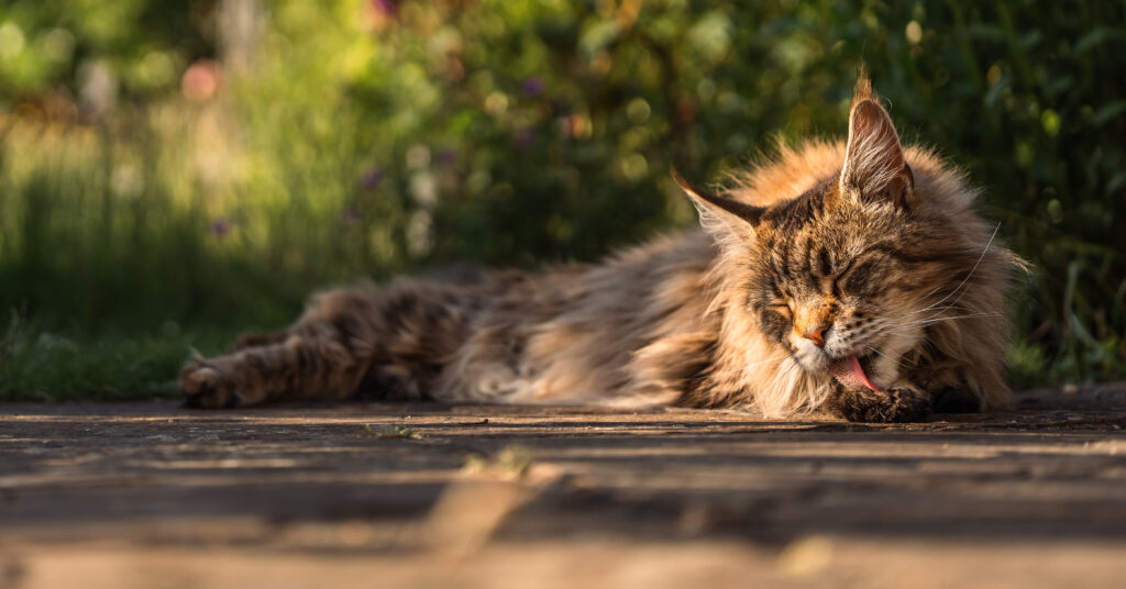 Wat is het karakter van een Maine Coon? - PetsPedia