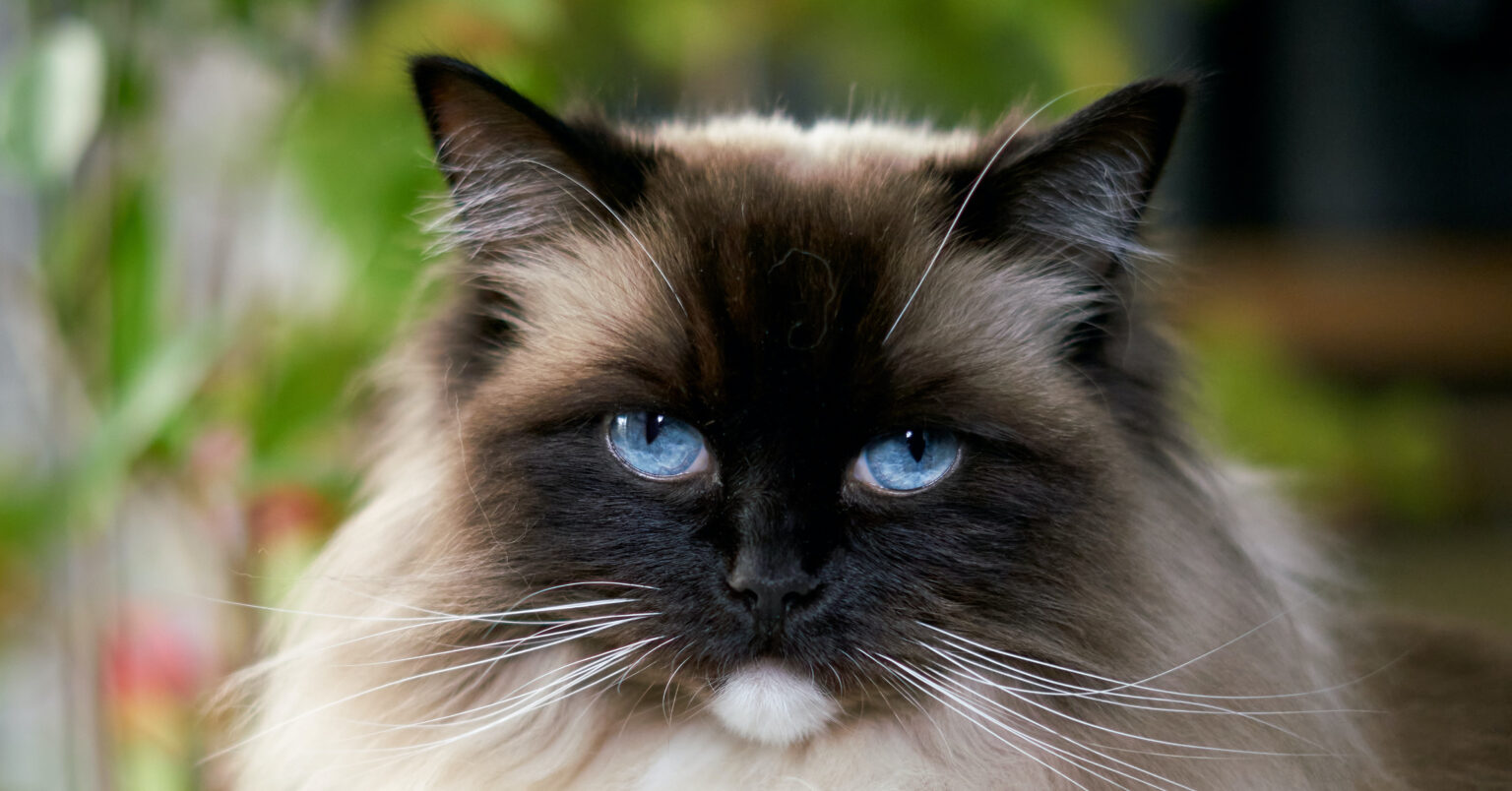 Wat is het karakter van een Ragdoll kat? - PetsPedia