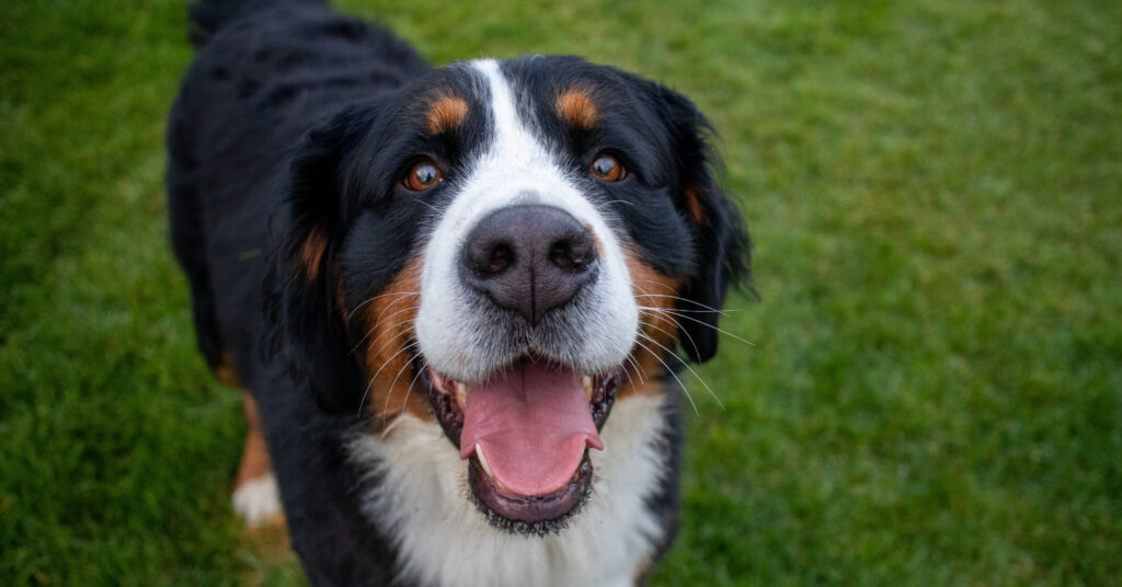 Wat is het karakter van een Berner Sennenhond? - PetsPedia