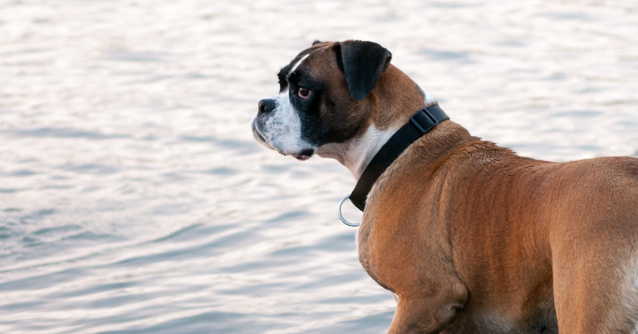 Wat is het karakter van een Boxer? - PetsPedia