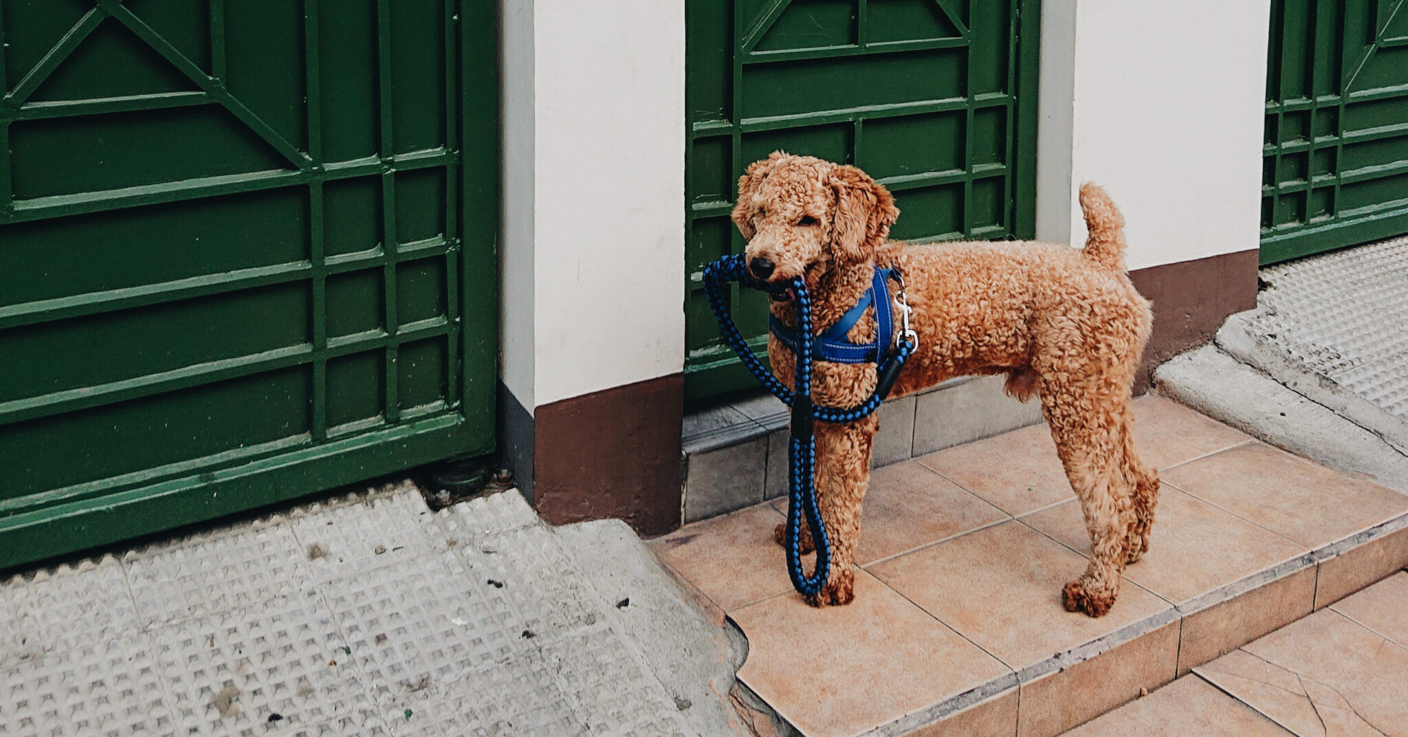 Wat is het karakter van een Poedel? - PetsPedia